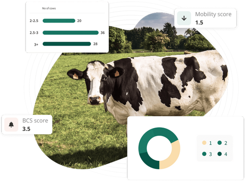 HerdVision | Automated cow health and productivity monitoring